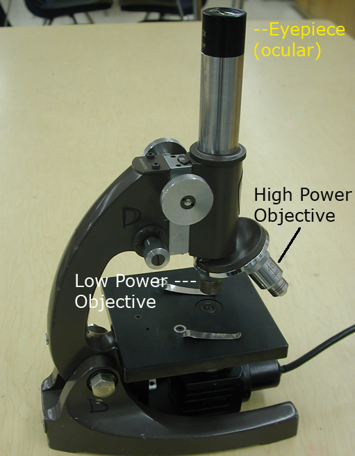 Calculating Microscope Magnification Calculating Microscope Magnification